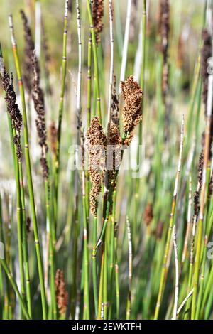 Elegia tectorum,Chondropetalum tectorum,Restio tectorum,Cape thatching ...