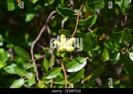soap bark tree or soapbark / Quillaja saponaria / Seifenrindenbaum ...