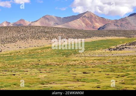 Bofedal (wetland) is a montane grassland whose dominant plant species ...