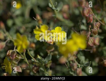 Flora of Gran Canaria - Helianthemum canariense, Canarian sunrose ...