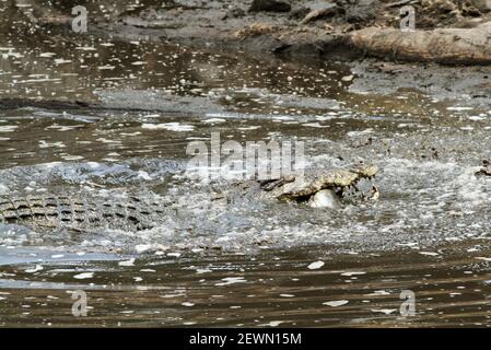 A Crocodile has caught a large catfish in the murky waters of a ...