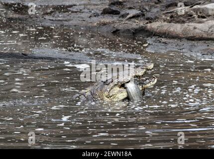 A Crocodile has caught a large catfish in the murky waters of a ...