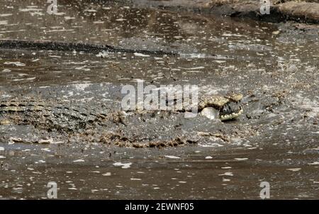 A Crocodile has caught a large catfish in the murky waters of a ...