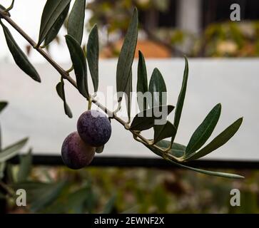 A closeup shot of olive tree branches in bright sunlight with blur ...