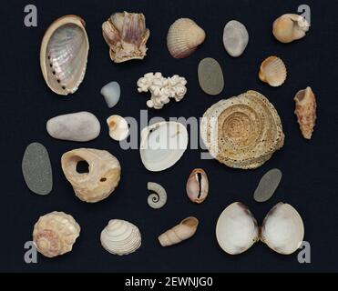 Flat lay arrangements of sea shells and other things collected on ...