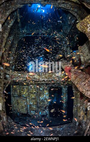 Scuba Diver inside the HMAS Brisbane Wreck, Sunshine Coast, Queensland ...