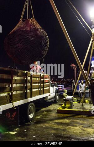 Sea Urchin in Santa Barbara, California Stock Photo - Alamy