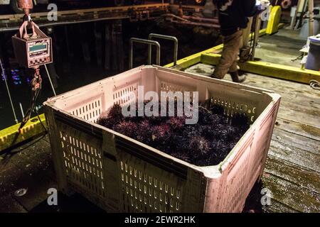 Sea Urchin in Santa Barbara, California Stock Photo - Alamy