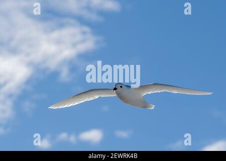 Snow petrel Pagodroma nivea in Antarctica Stock Photo - Alamy