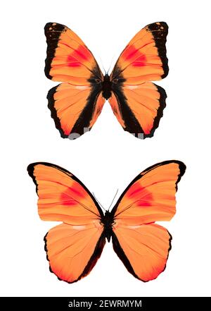 Set of four beautiful blue butterflies Cymothoe excelsa isolated on ...