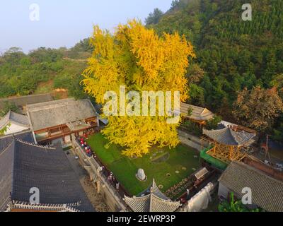 An aerial view of the ancient ginkgo tree with golden leaves at the ...