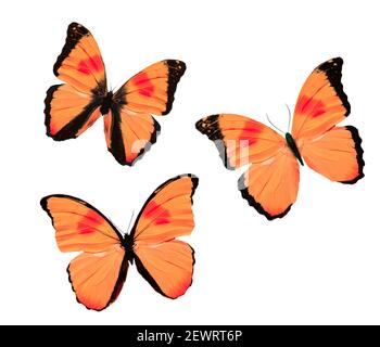 Set of four beautiful blue butterflies Cymothoe excelsa isolated on ...