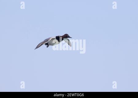 Male Canvasback Duck in Flight Stock Photo - Alamy