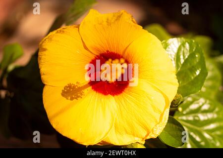 Hawaiian hibiscus. The yellow hibiscus is Hawaii's state flower ...