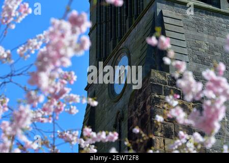Spring blossom around Leicester Cathedral on a blue sky day Stock Photo ...