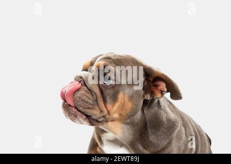 side view of a beautiful american bulldog dog barking and standing ...