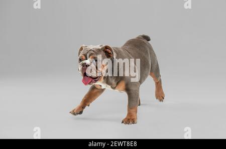 Small funny dog American bulldog posing isolated over gray background ...