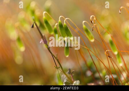 High resolution macro of Red Shank Moss / Ceratodon purpureus at Canvey ...