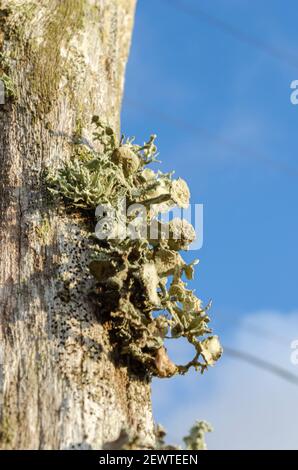 Isolated Ramalina Americana Lichen Stock Photo - Alamy