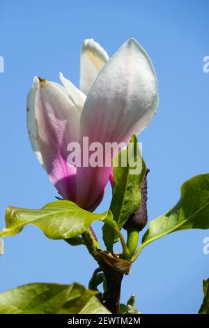 Magnolia Tree Flowers, Magnolia "Heaven Scent", Magnoliaceae Stock ...