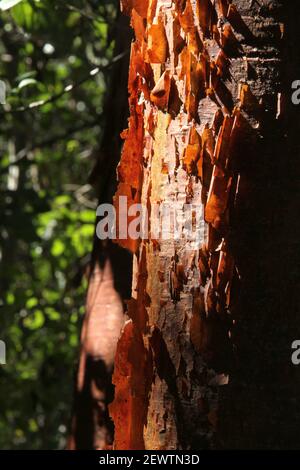 A Gumbo Limbo (Bursera simaruba) tree with red barks. The Everglades ...