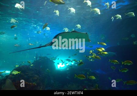 Batoidea swimming with other fishes in a fishkeeper tank of an aquarium ...