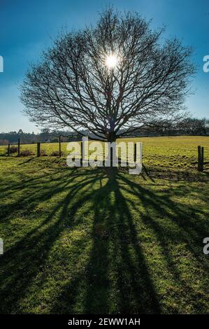 Backlit spring tree silhouette. Dark stem of the old tree against the ...