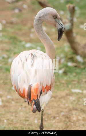 Flamingo at rest with head resting on its wing feathers Stock Photo - Alamy