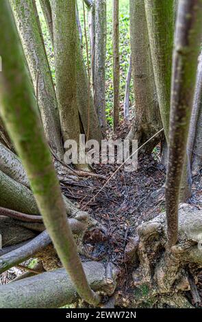 Mature, Coppiced Hazel Tree (Corylus avellana), Teesdale, County Durham ...