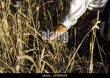 An unrecognizable person reaping wheat in the field Stock Photo - Alamy