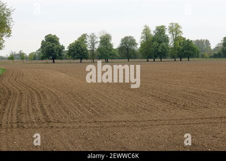 Ploughed and harrowed farm field with an old hedge line and large trees ...