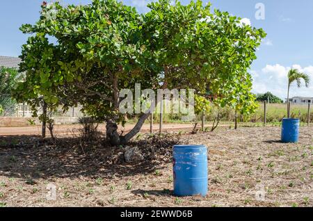 Branches of cashew tree (Anacardium occidentale Stock Photo - Alamy