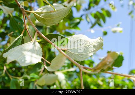 Isolated Ziziphus Mauritiana (Coolie Plum Stock Photo - Alamy