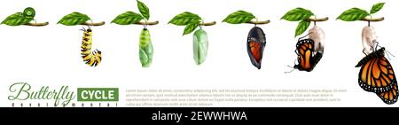 Butterfly metamorphosis from caterpillar to cocoon and insect with ...