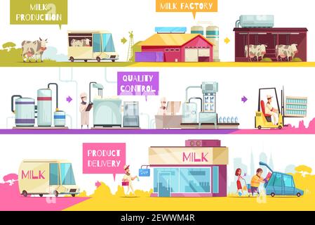 Infographics milk production. Stages of milk production from cows ...