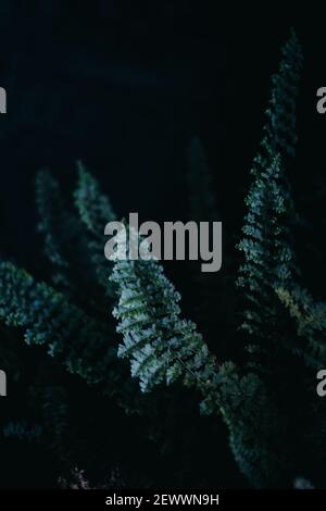 Dark green fern leaves in tropical environment. No people Stock Photo ...