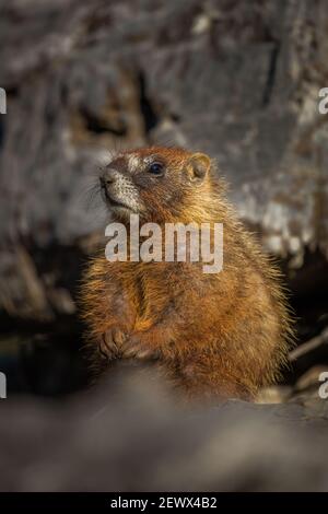 Yellow-bellied marmot, Albion Basin, Little Cottonwood Canyon, Utah ...