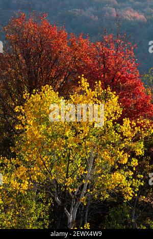 Fall Foliage, Wasatch Mountain Range, Utah Stock Photo - Alamy