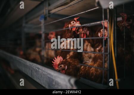 A closeup shot of brown chicken behind grids in a chicken farm Stock ...