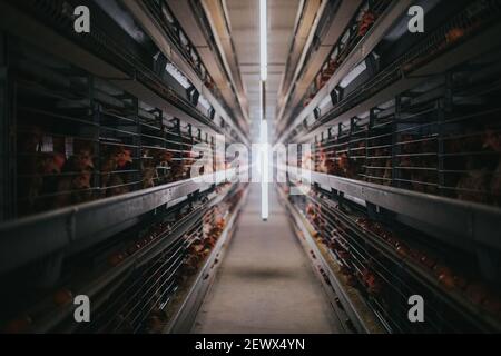 A closeup shot of brown chicken behind grids in a chicken farm Stock ...