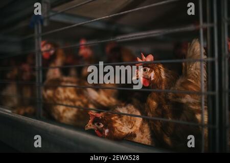 A closeup shot of brown chicken behind grids in a chicken farm Stock ...