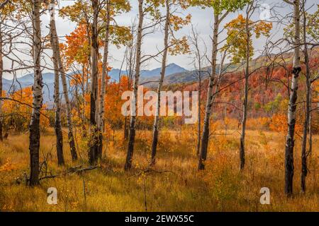 Fall colors, Alpine Loop, Uinta National Forest, Wasatch Mountains ...