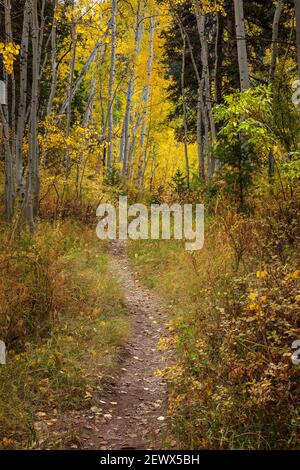 fall foliage in the Uinta Mountains Stock Photo - Alamy
