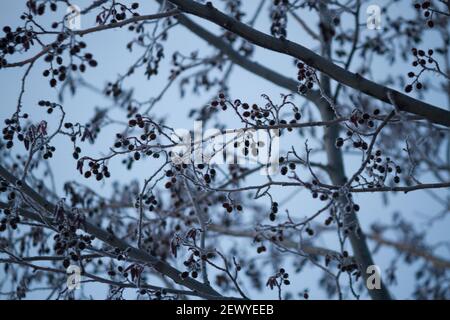 Winter mountain ash, crone. Frozen berries Stock Photo - Alamy