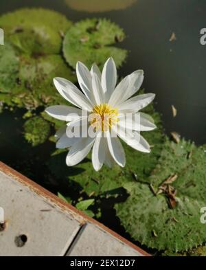 Beautiful white lotuses or water lily flowers blooming on pond in ...