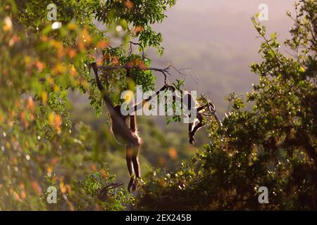 Spider monkeys swing from tree to tree in the canopy surrounding Temple ...