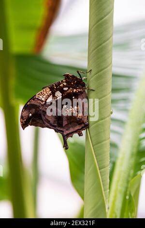 Beautiful fragile exotic butterfly on white background Stock Photo - Alamy