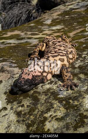 Gila Monster, Heloderma suspectum, Helodermatidae, Mexico and South ...