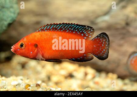 Turkana jewel cichlid (Hemichromis exsul) male in aquarium Stock Photo ...