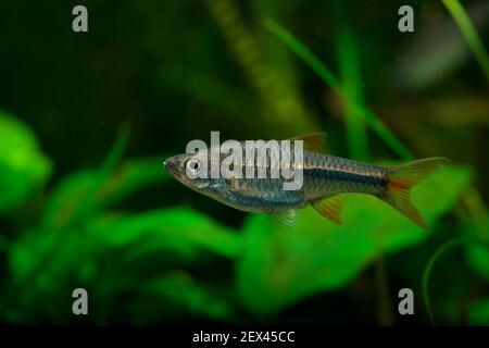 Red Cherry Rasbora (Rasbora lacrimula) in aquarium Stock Photo - Alamy